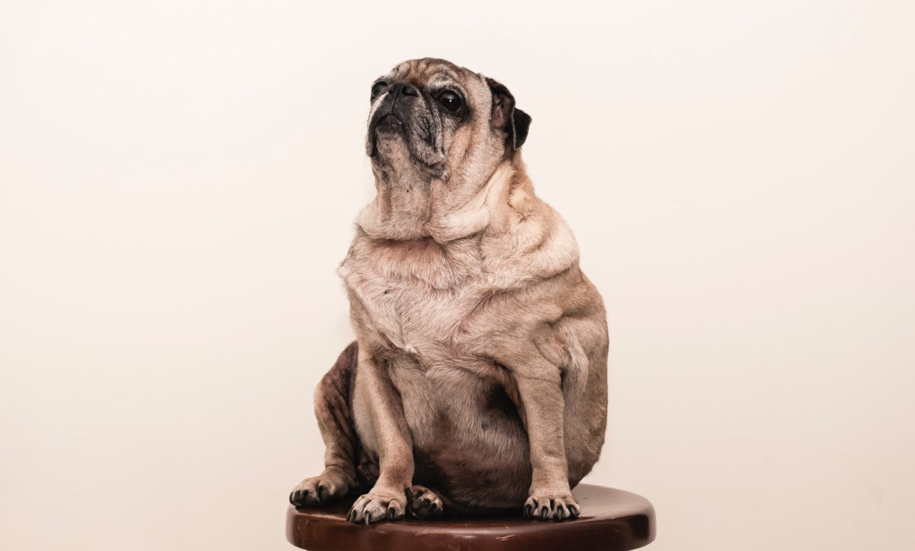 How to Help Your Dog Reach the Perfect Weight?