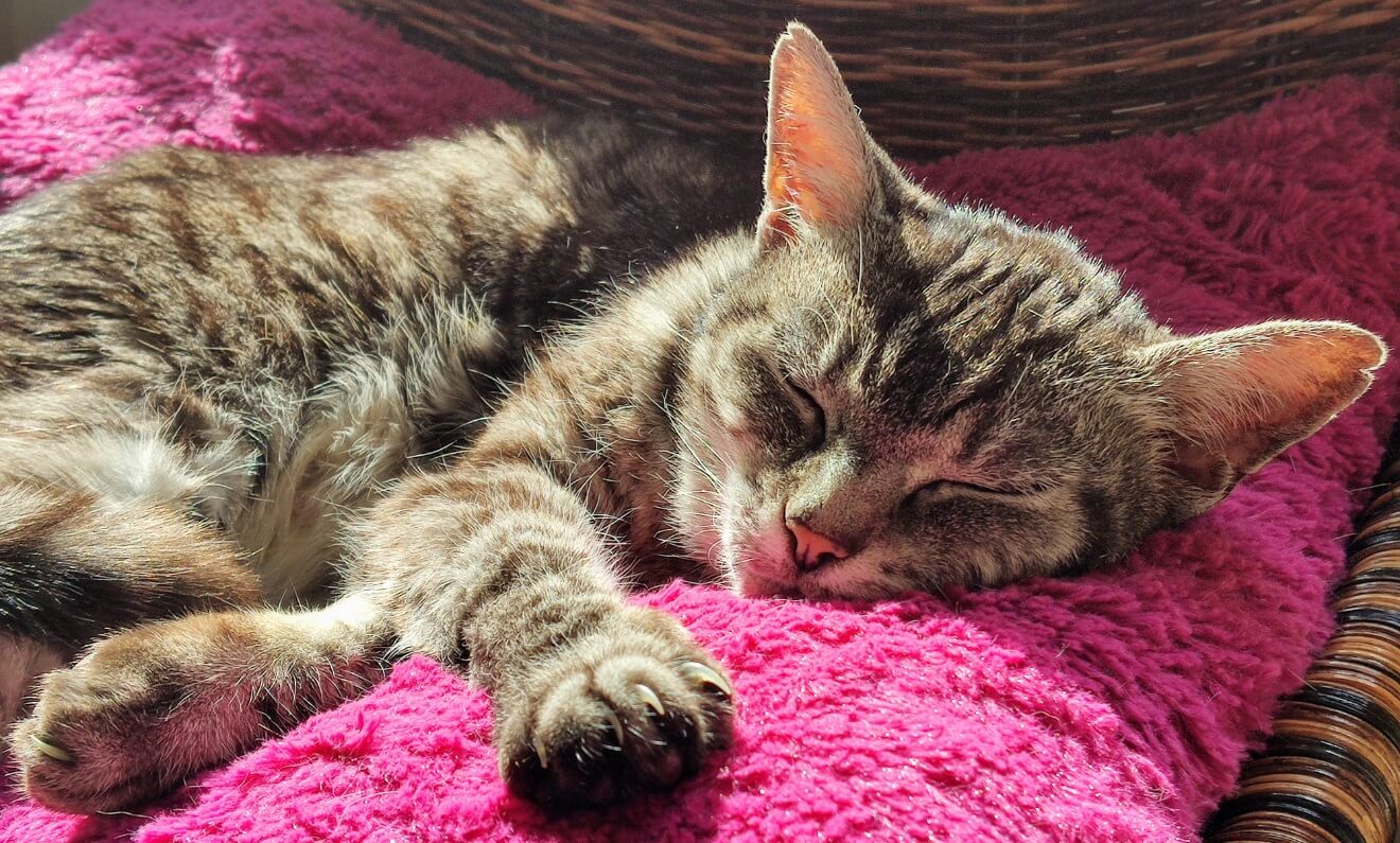 Helpful Tips to Take Proper Care of Your Old Cat