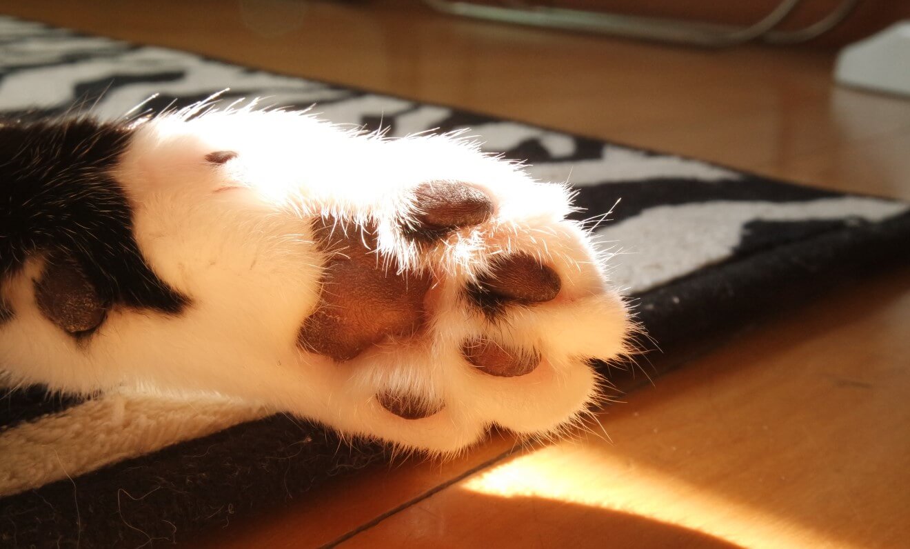 The Best Way to Take Care of Your Cat’s Paw