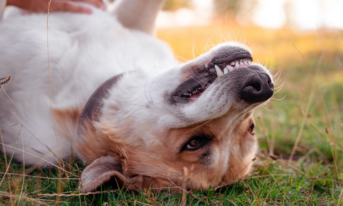 How to Care for Your Dog’s Teeth