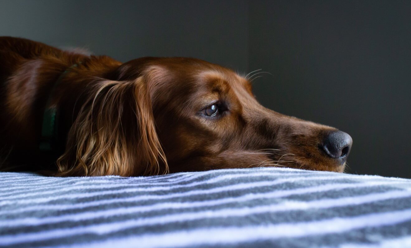 How to Help Your Depressed Dog?