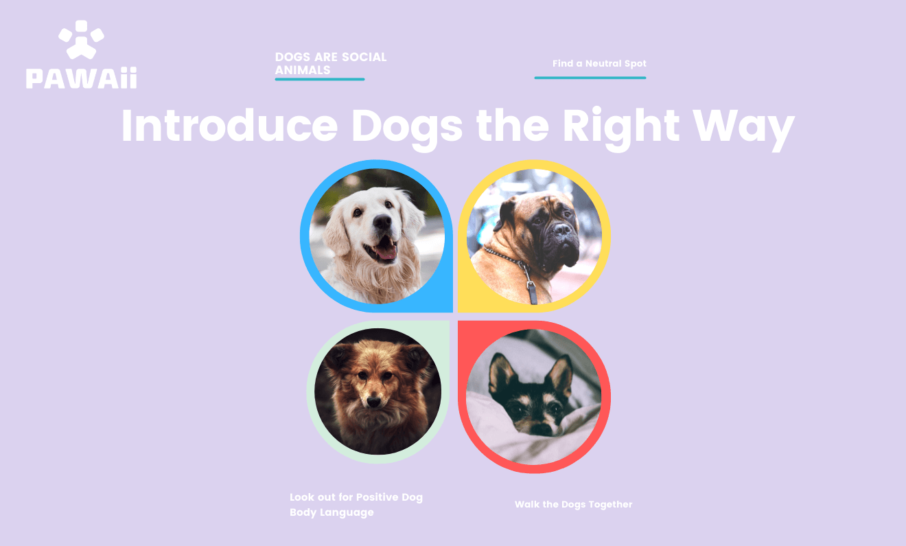Introduce Dogs the Right Way