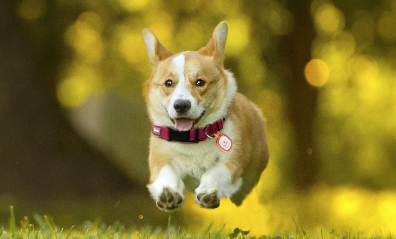 Ways to Prevent Your Dog from Getting Lost