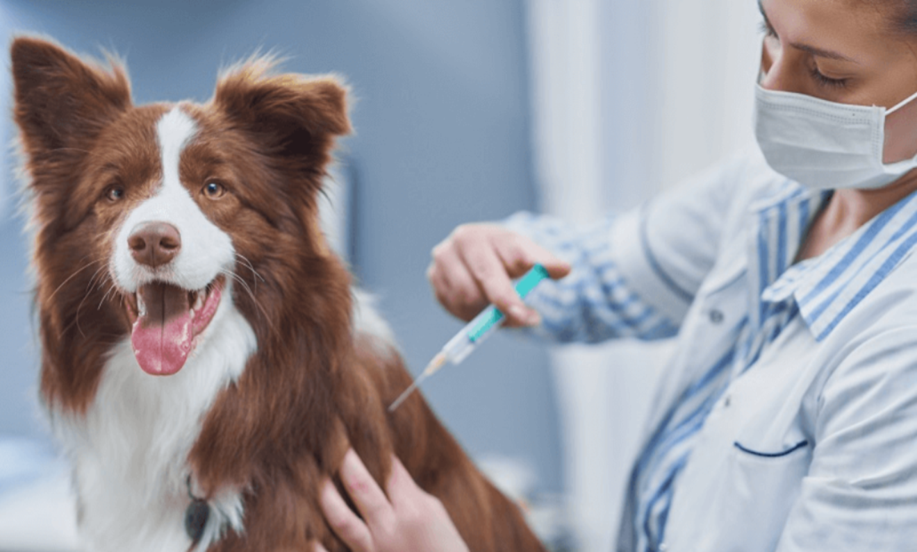 What is Dog Vaccination