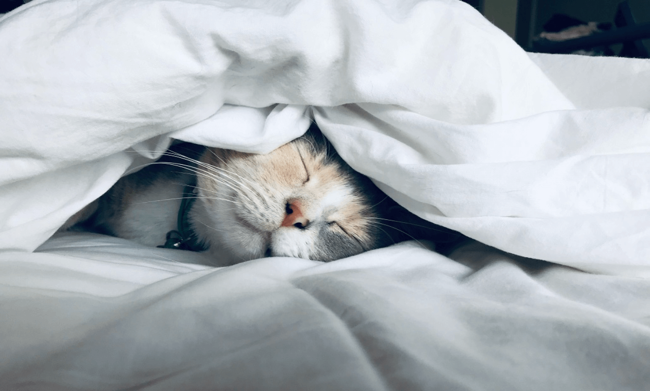 Reasons why cats snore